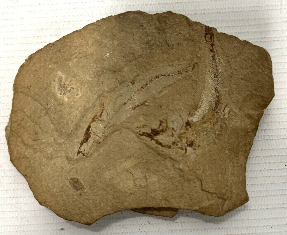 Eoclupea Gaudryi Ancient Fish Fossil from Hakil, Lebanon Stone | eBay