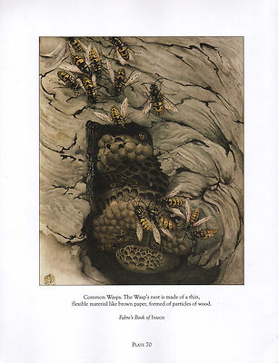 BEAUTIFUL VINTAGE BIRD PRINT ~ COMMON WASPS FABRE'S BOOK OF INSECTS ...