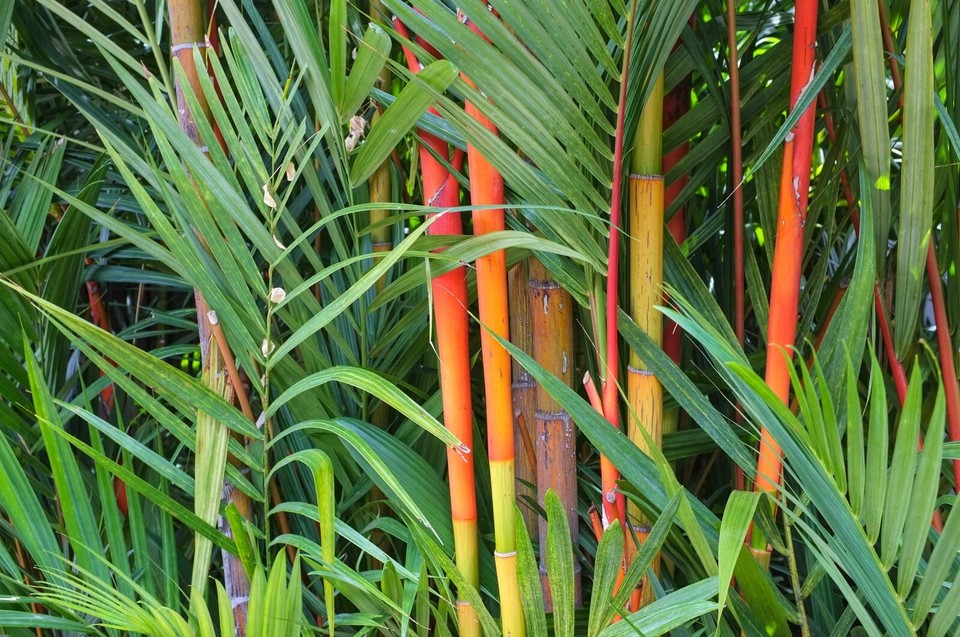 100 Red Dragon Bamboo Seeds Perennial Ornamental Seed PrivacyUS SELLER ...