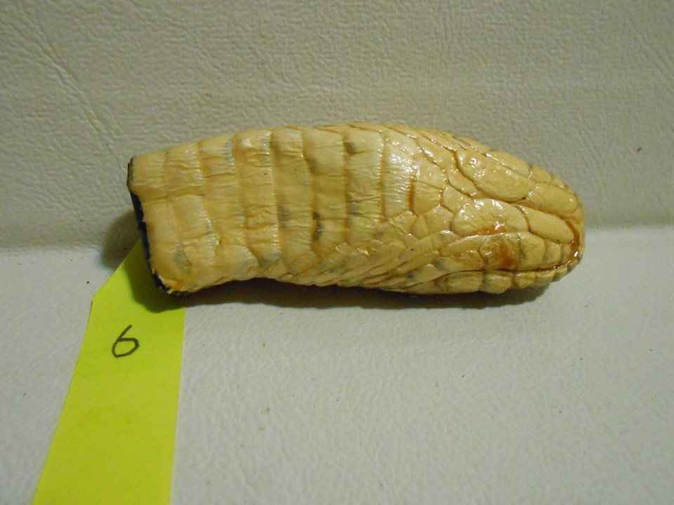 REAL "ALBINO" CORN SNAKE HEAD (RAT SNAKE) | eBay