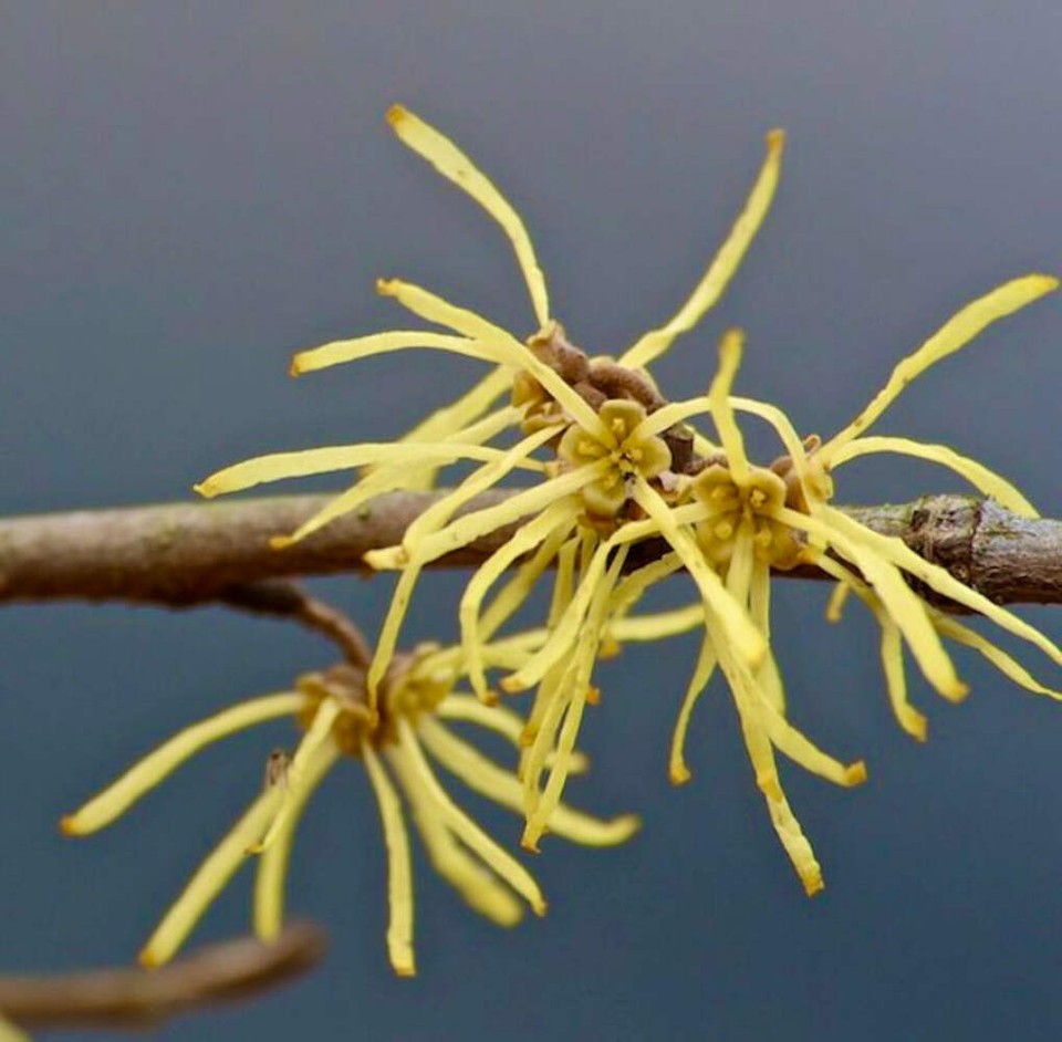Hamamelis virginiana - American witch-hazel | Common witch-hazel | eBay