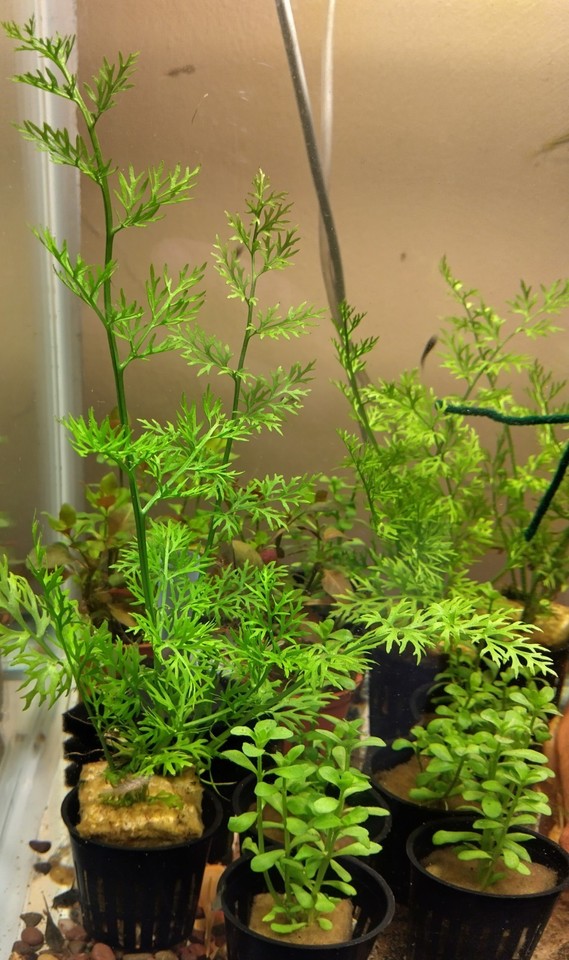 3 Pack- Water Sprite (Indian Fern) BUY 2 GET 1 FREE!!-Bare Root ...