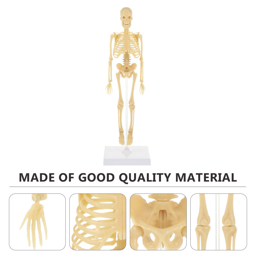 Human Skeleton Childrens Toys Body Model for Kids Anatomy Movable ...