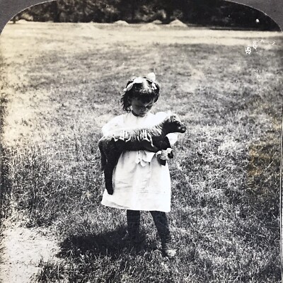 Bringing Home The Wounded Lamb 1902 Vintage Stereograph Stereoview Card ...