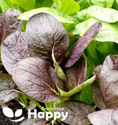 BABY LEAF - KOMATSUNA RED - JAPANESE MUSTARD SPINACH - 500 SEEDS | eBay UK