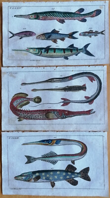 Pike Trumpetfish etc. 3 Prints - Original Engravings Wilhelm Fish ...