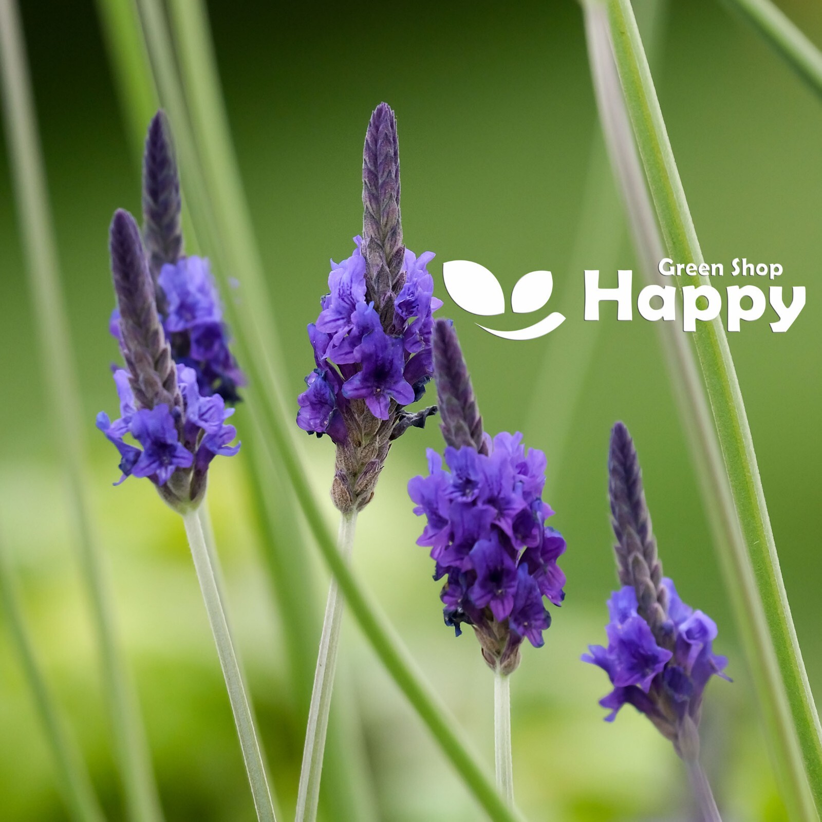 EGYPTIAN LAVENDER - Lavandula multifida - 200 SEEDS - HIGHLY AROMATIC ...