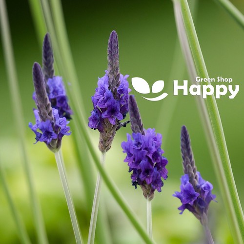 EGYPTIAN LAVENDER - Lavandula multifida - 200 SEEDS - HIGHLY AROMATIC ...