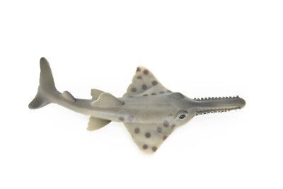 Taxidermy - Sawtooth Shark