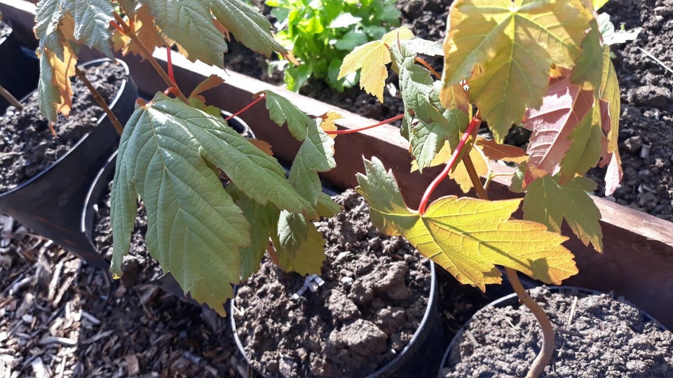 Sycamore Tree - young 12-18 months in small pot - (Pick-up only ...