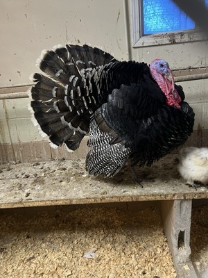 Turkey hatching eggs 6 | eBay