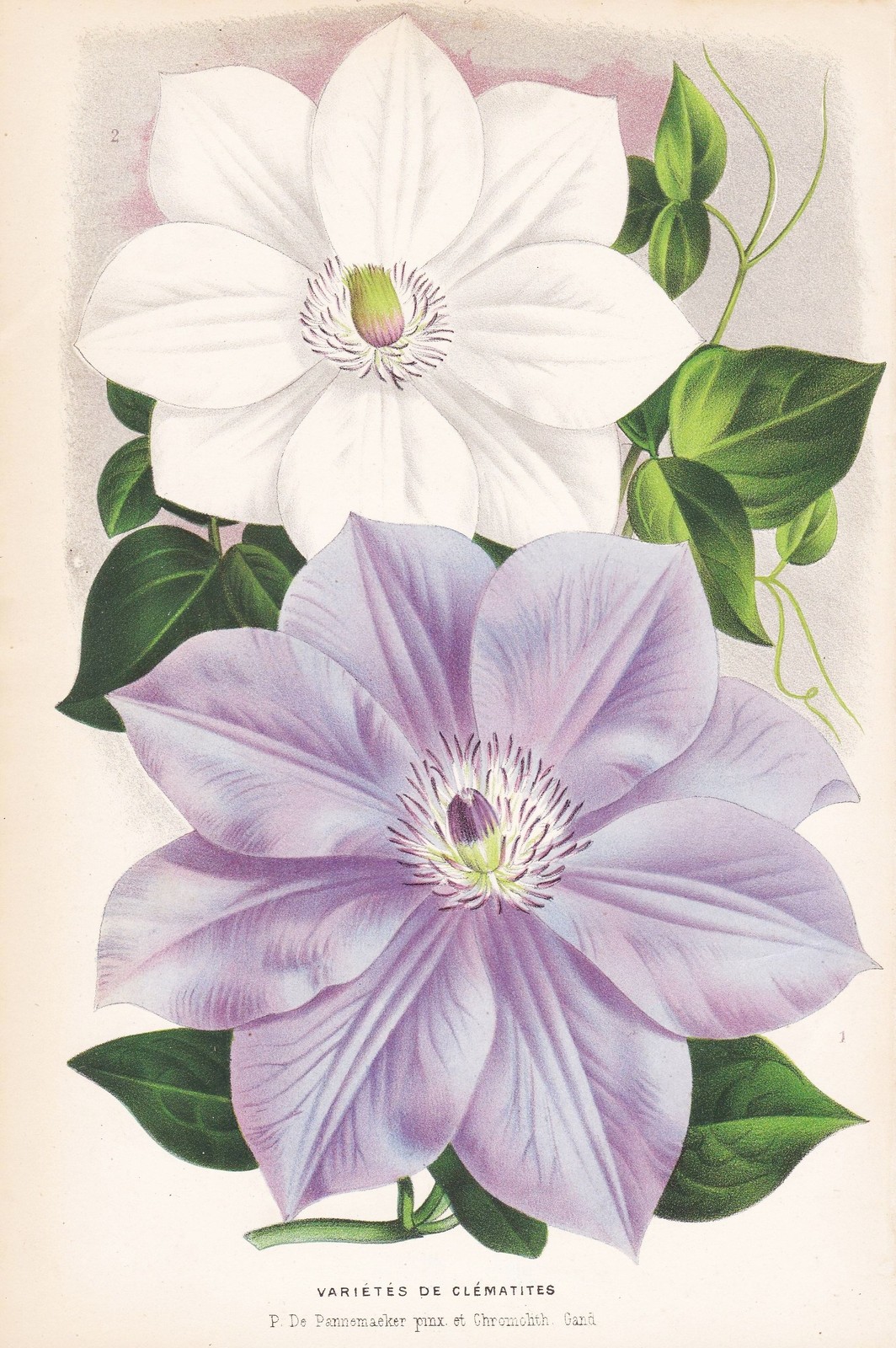 Clematites China Japan Flowers Botany Botanical Print Litho Burvenich ...