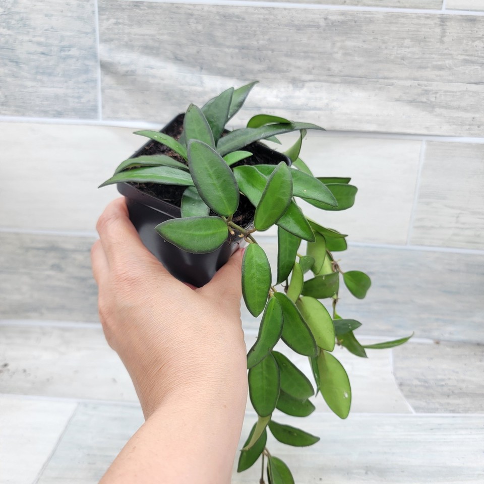Hoya Rosita – Rare Trailing Wax Plant – 4" Pot – Indoor Houseplant | eBay