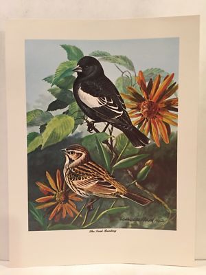 1962 DONALD LEO MALICK ORIGINAL ART PRINT The Lark Bunting 11.5 x 8.75 ...