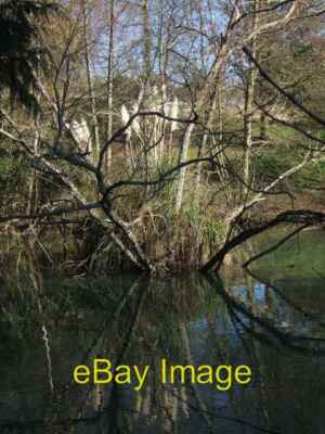 Photo 6x4 Pampas grass island Exeter In the midst of a small lake on ...