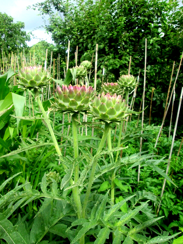 Cardoon Cynara Cardunculus 50 Seeds - BUY ONE GET ONE FREE | eBay UK