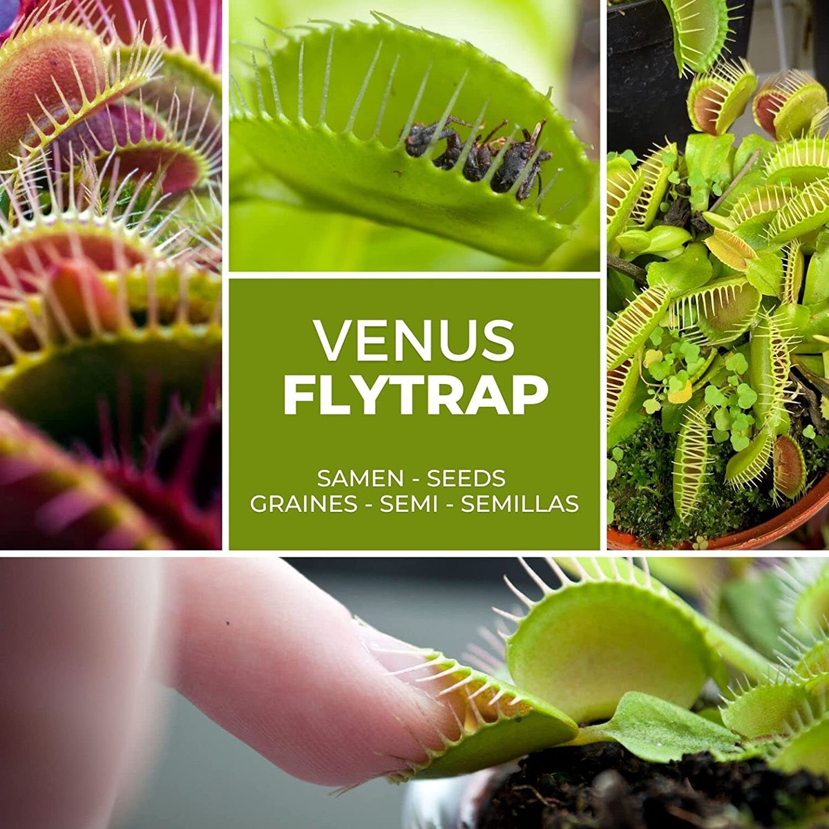 Videos About Venus Fly Traps