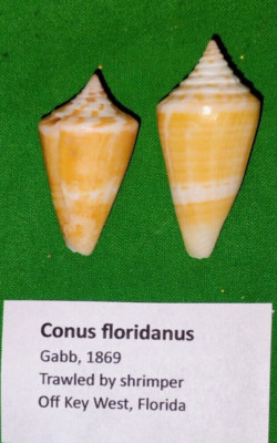 Conus floridanus #K343 Florida 38/45mm | eBay