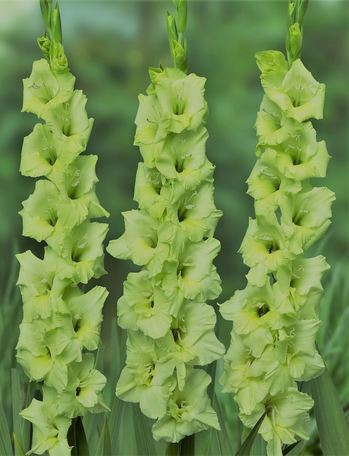 (5) Green Star Gladiolus Bulbs,Large Flowering,Please Check out our ...