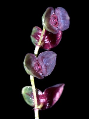 Stelis patens - Plant from Ecuagenera | eBay