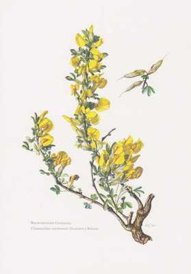 Regensburg Dwarf Broom - Chamaecytisus ratisbonensis Color Print from ...
