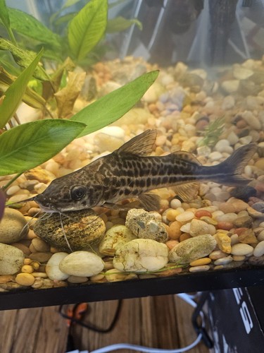 Tiger Catfish 8 Inch Pick Up Only Brooklyn NY GOURGEOUS Fish. | eBay