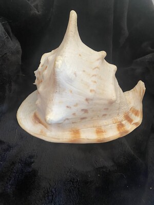 Conch Shell Horn Extra Large Queen shell Sea Ocean Beach 11x9x6" RARE ...