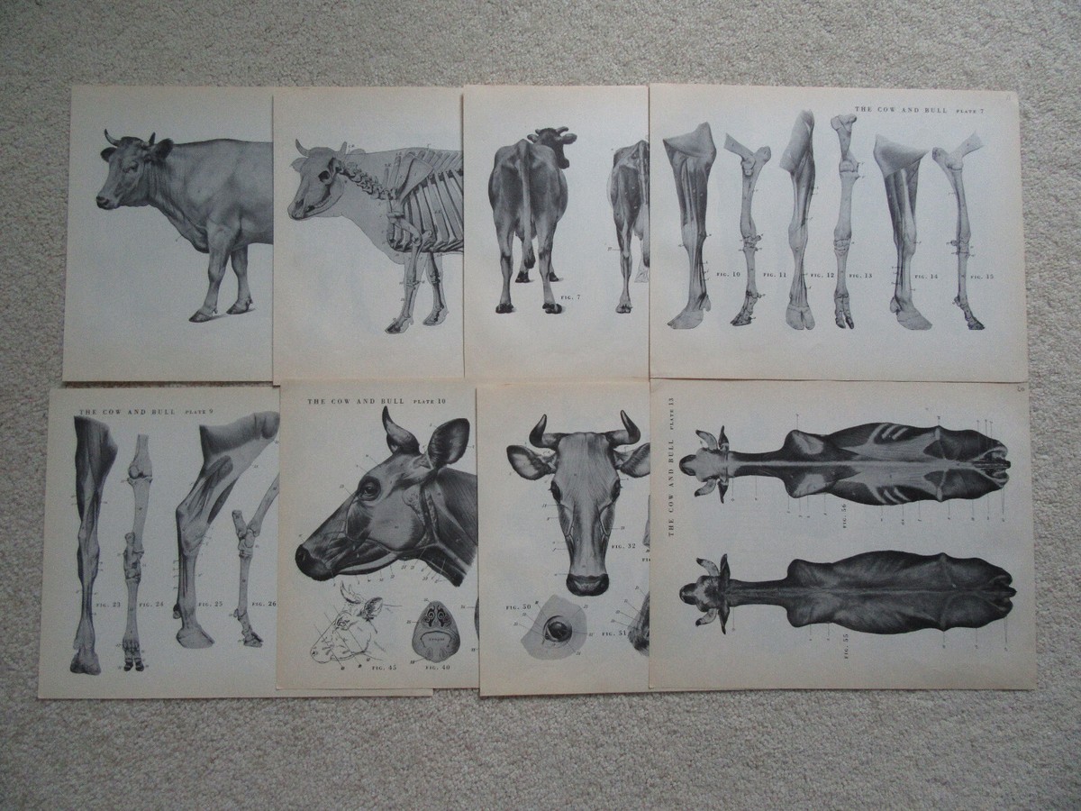 Cow Anatomy Cattle Anatomy, Illustration Stock Photo Alamy