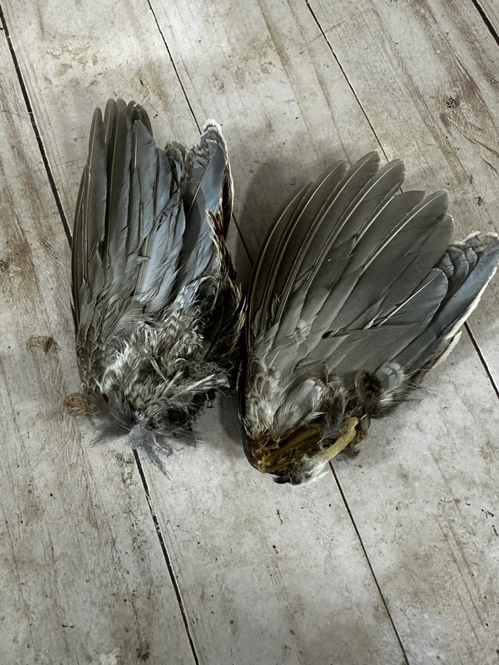 Bobwhite Quail Wings For Training, Crafts, Or Fly Tying. | eBay