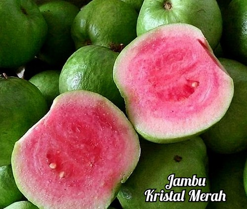 Grafteed Seedless Red Crystal Guava Tree Living Fruit Tree Free ...