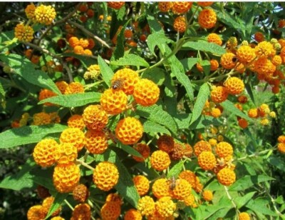 2 x Buddleja Globosa Plants – Stunning Orange Ball Buddleia, Hardy ...