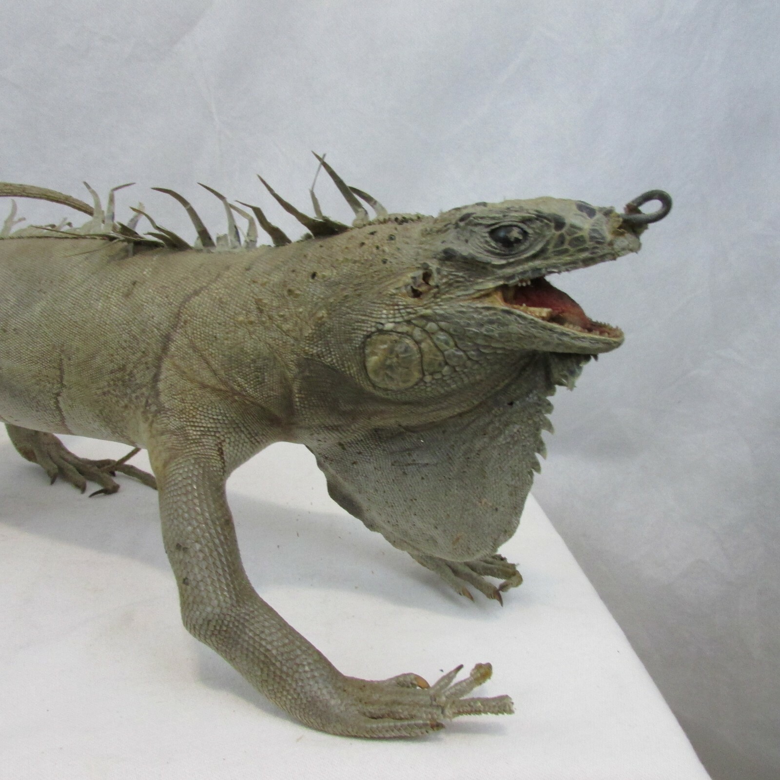 Vintage Taxidermy Green Iguana Lizard Reptile Macabre Rare Folk Art ...
