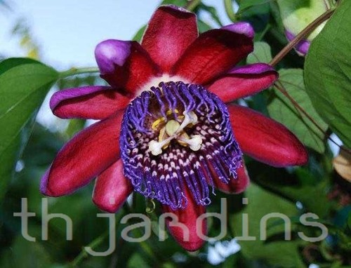 Passiflora quadrangularis, Giant Granadilla, Badea, Passion Fruit - 10 ...