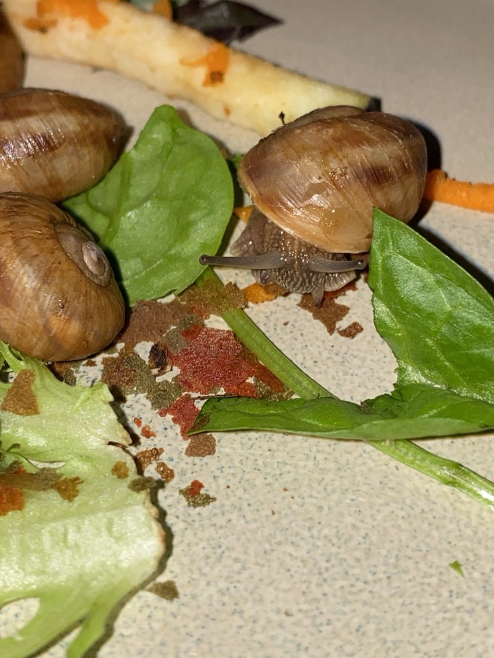 Juvenile Helix Lucorum Terrestrial Land Turkish Snail Pet For Terrarium ...