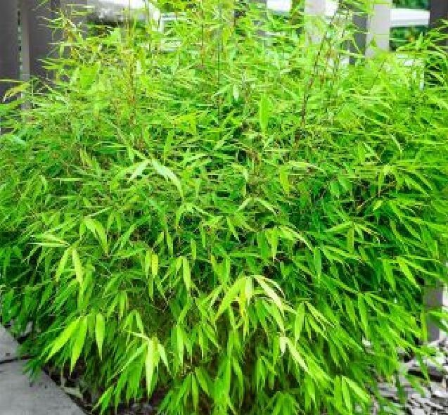 Compact Bamboo ,Fargesia rufa- 9cm pot | eBay UK