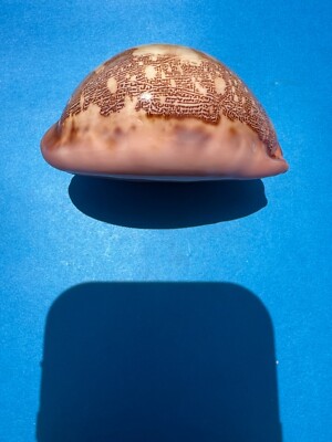 Cypraea mappa viridis ~ Candled base form | eBay