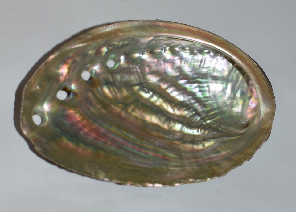 Natural Rainbow Abalone Shell Polished Seashell Fish Tank Aquarium Home ...