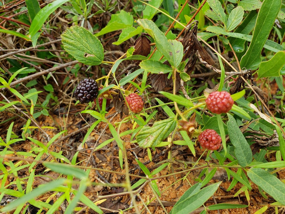 Sand Blackberry | 25 Seeds | Rubus cuneifolius | Florida Native Berry ...