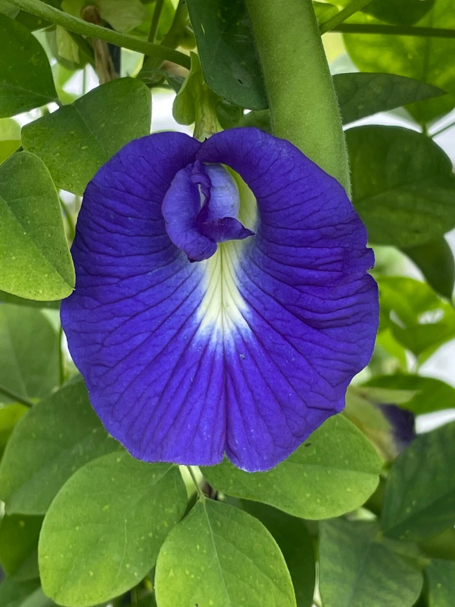 Clitoria Ternatea Seed