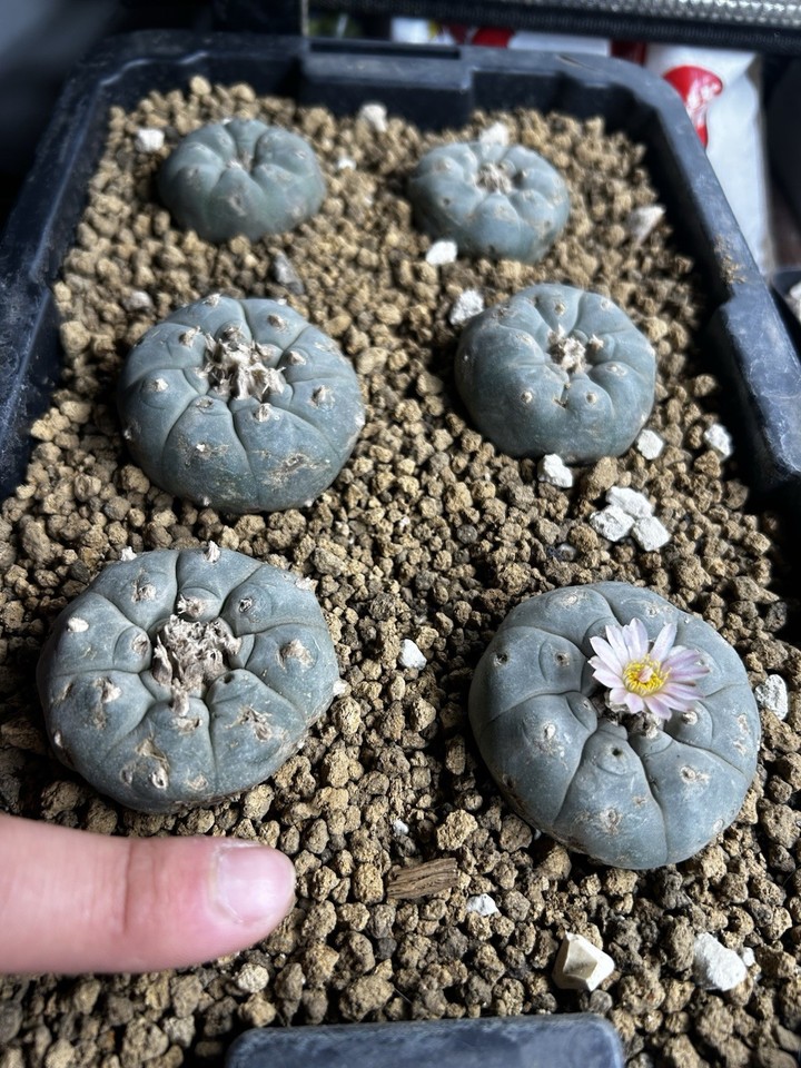 astrophytum aztekium multiheaded cactus texana variety | eBay
