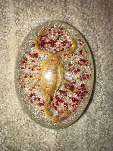 Scorpion paperweight in half dome resin Felt Bottom | eBay