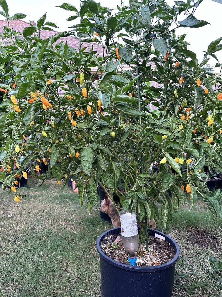 Datil Yellow Pepper Seeds | eBay
