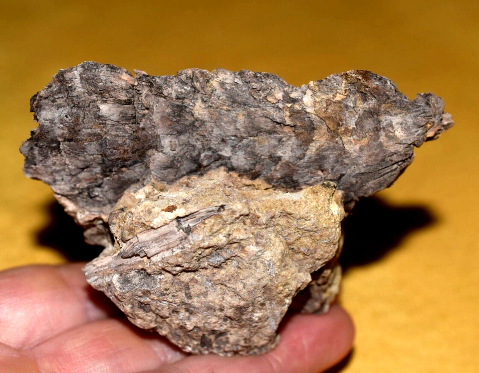 Fossil Spruce Cone Mid Miocene Pinecone Preserve Ash Matrix Virgin ...