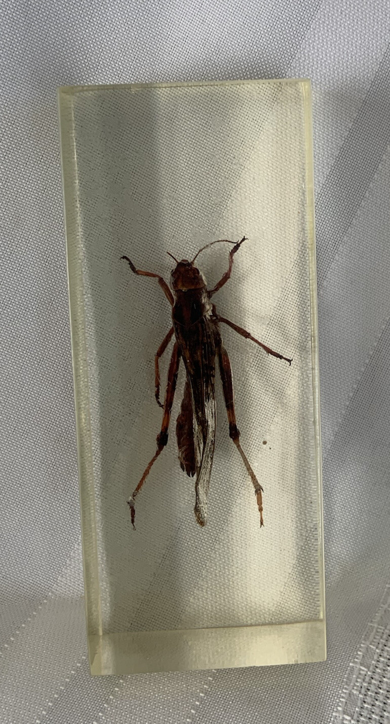 Grasshopper Locust Insect Specimen Lucite Encased Resin Learning Aid | eBay