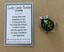 Ganz - Lucky Little Turtle Pocket, Desk or Table Good Luck Charm w Card ...