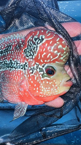 Super Red Dragon Flowerhorn The King Kamfa Fry 5 to 6 inche Usa Seller ...