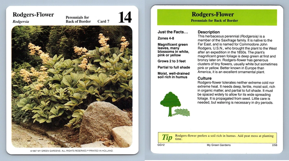 Rodgers Flower | Best Flower Site