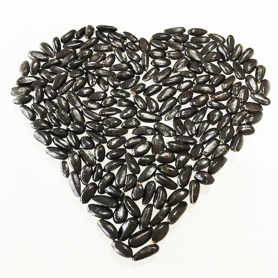 20+ Organic Sugar Apple Seeds Annona Squamosa Custard Apple NON-GMO ...