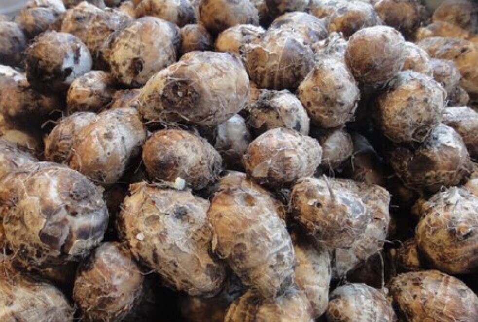 10 Fresh Taro Root Bulbs Elephant Ear Live Plant Ready To Plant | eBay