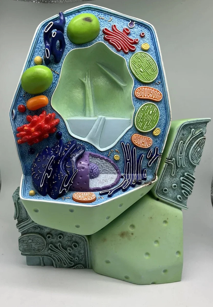 3d Plant Cell Models Labeled